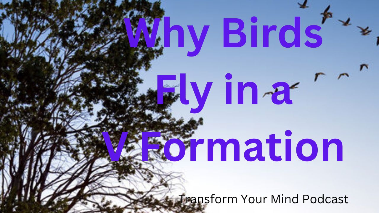 Why Birds Fly Together in a V Formation